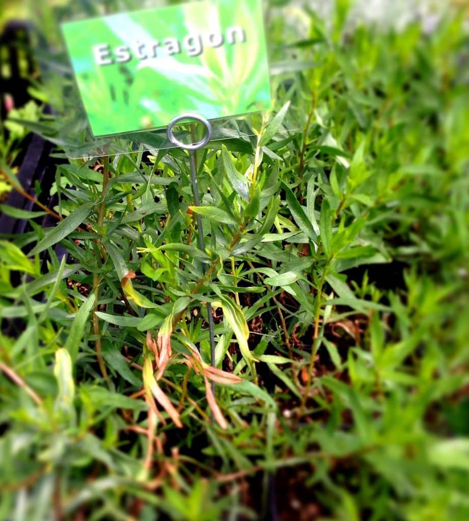 Bio Estragon - Artemisia dracunculus / Asteraceae kaufen ...