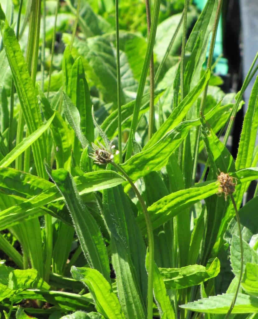 Bio Spitzwegerich online kaufen kaufen | Naturkräutergarten