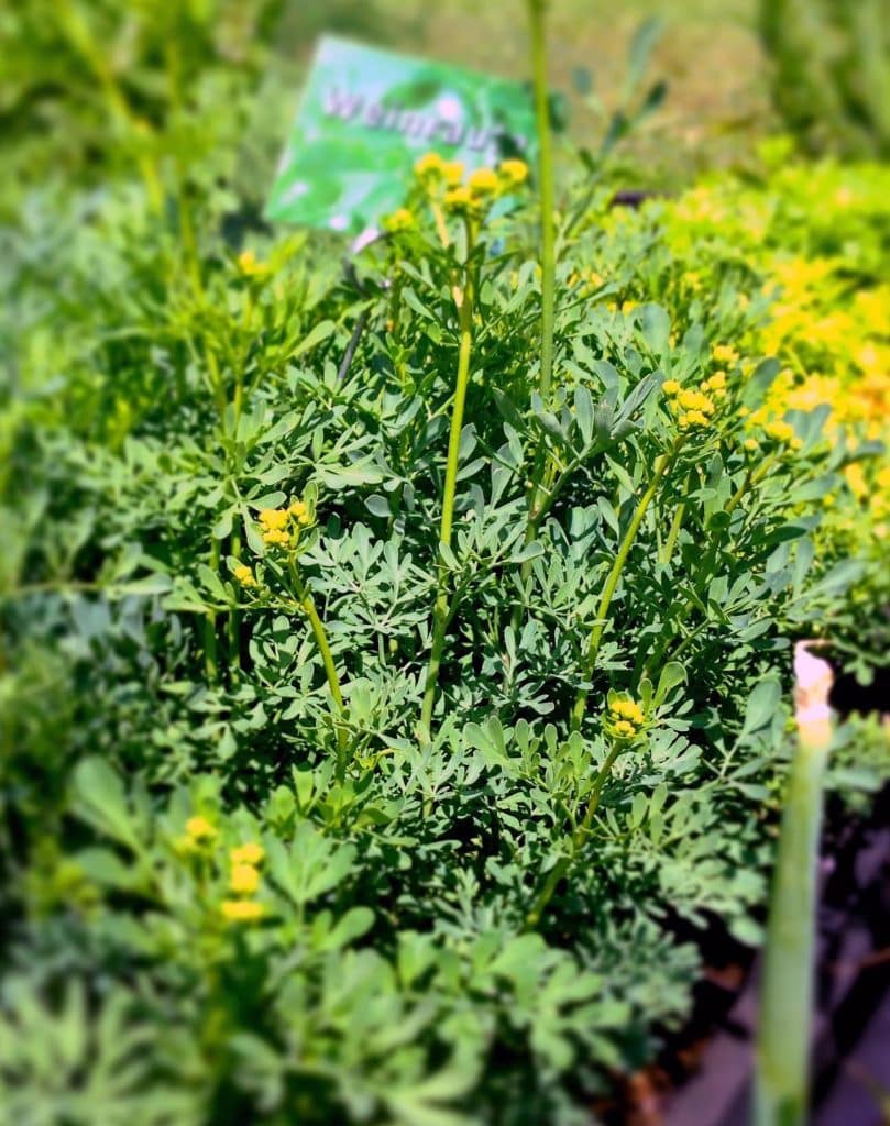 Weinraute Bio Pflanze ganz jung kaufen | Naturkräutergarten