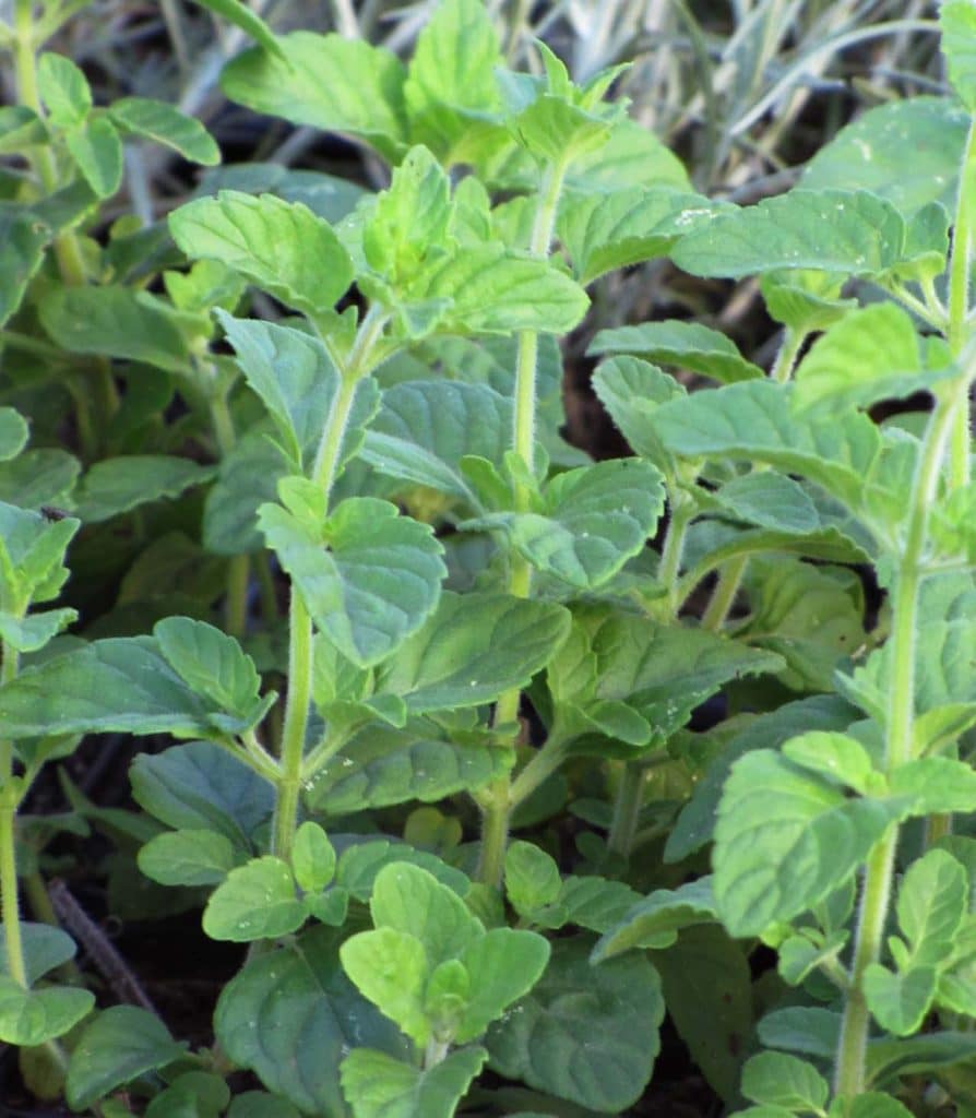 Bergminze - Calamintha officinalis / Lamiaceae kaufen | Naturkräutergarten