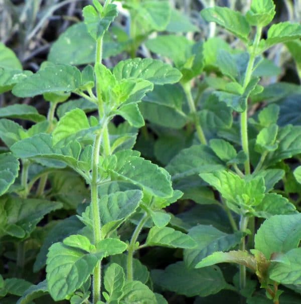 Bergminze - Calamintha officinalis / Lamiaceae kaufen | Naturkräutergarten