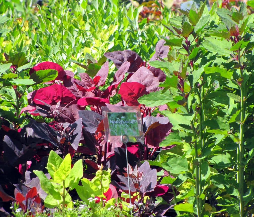 Rote Bio Melde - Atriplex hortensis / Amaranthaceae kaufen ...