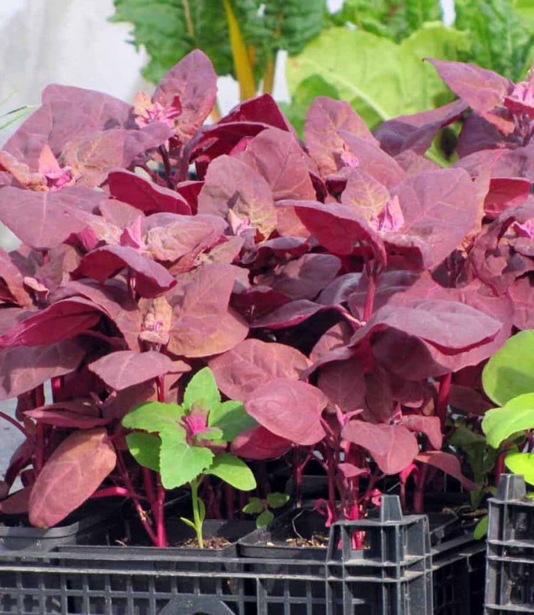 Rote Bio Melde - Atriplex hortensis / Amaranthaceae kaufen ...