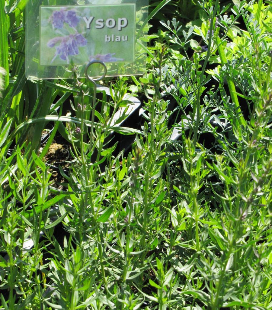 Bio Ysop - Hyssopus officinalis / Lamiaceae kaufen | Naturkräutergarten