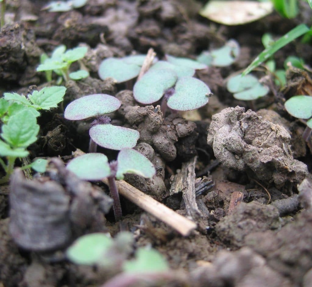 Bio Shiso oder Perilla - Perilla frutescens / Lamiaceae kaufen ...