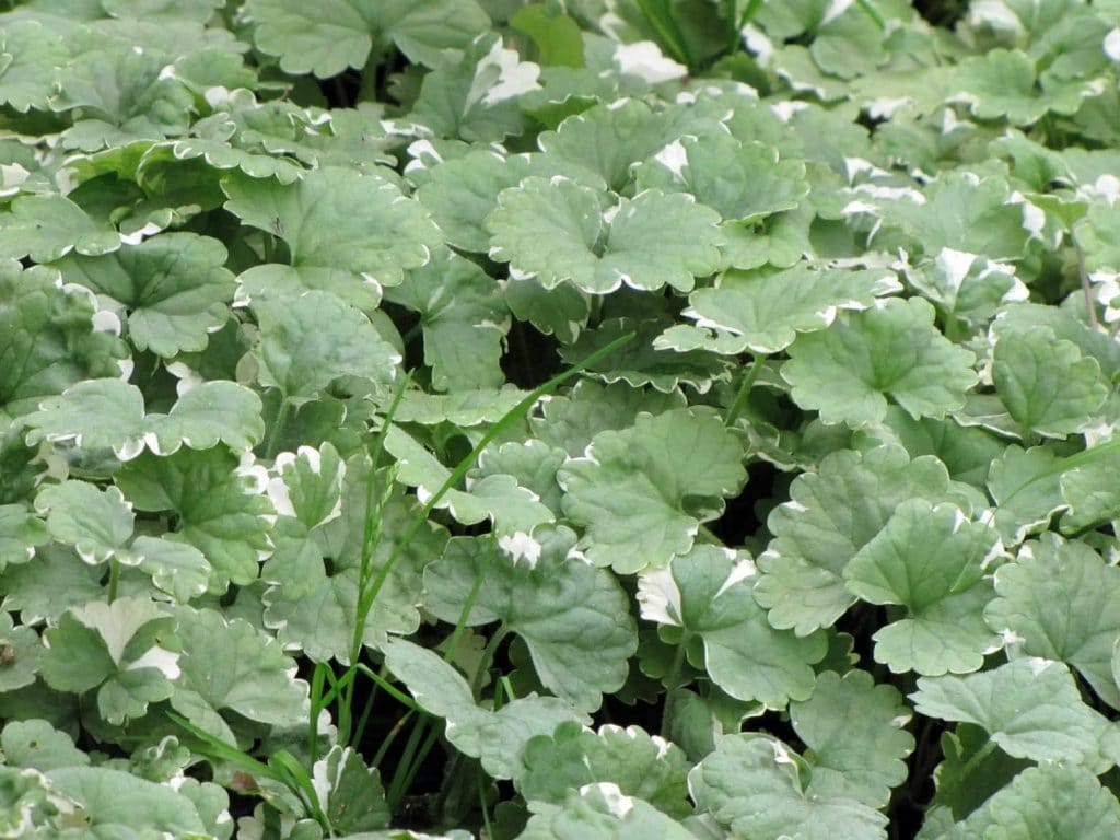 Gundermann oder Gundelrebe - Glechoma hederacea /Lamiaceae kaufen ...