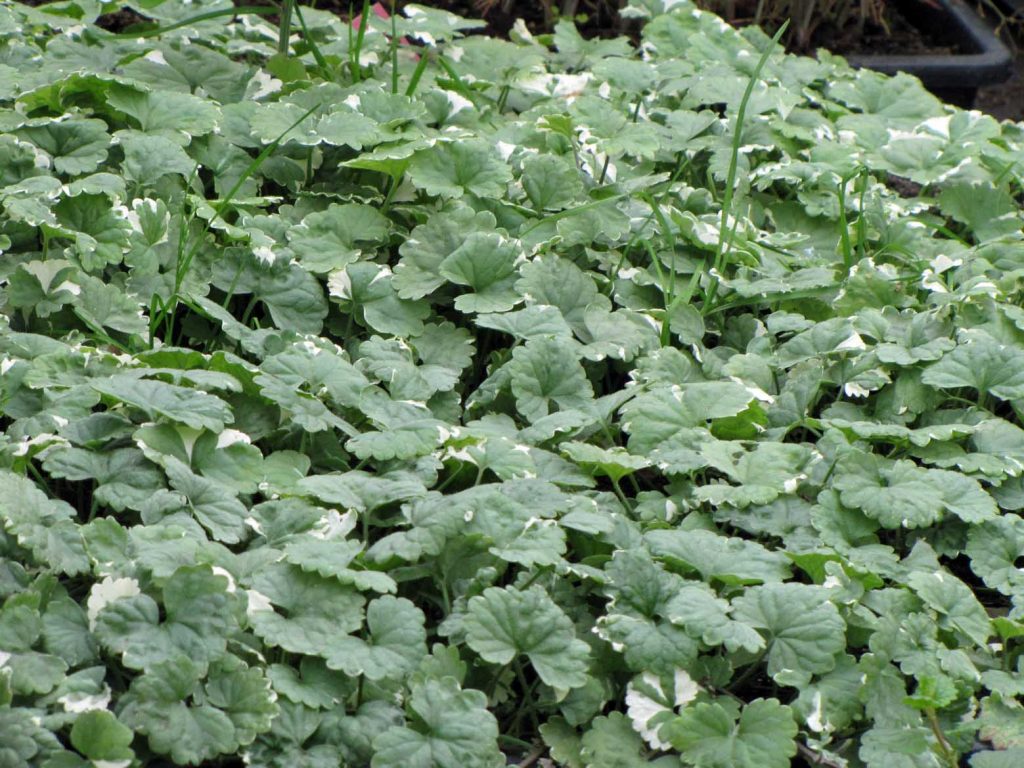 Gundermann oder Gundelrebe - Glechoma hederacea /Lamiaceae kaufen ...