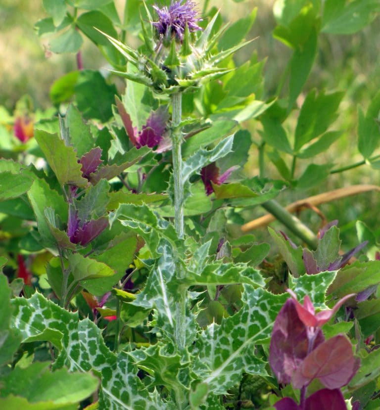 Baumspinat kaufen - Chenopodium giganteum / Magenta Spreen kaufen ...