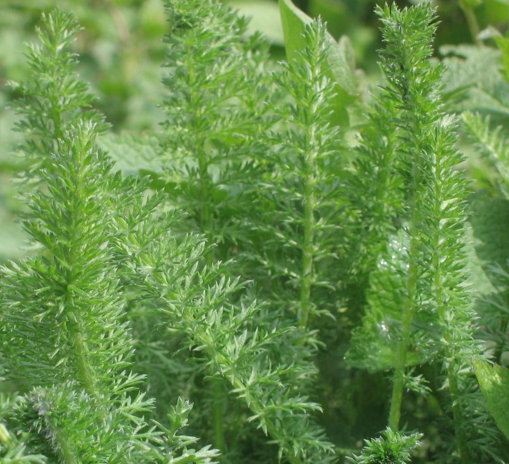 rote Schafgarbe - Achillea millefolium / Asteraceae kaufen ...