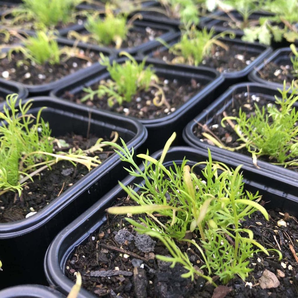 Echte Kamille - Matricaria chamomilla - Asteraceae kaufen ...