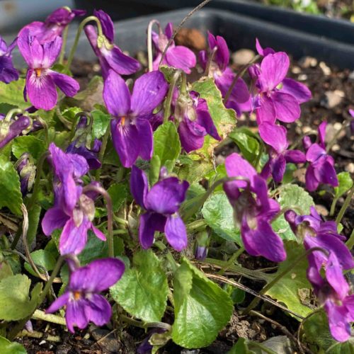 Bio Veilchen Duftveilchen - Viola odorata / Violaceae kaufen ...